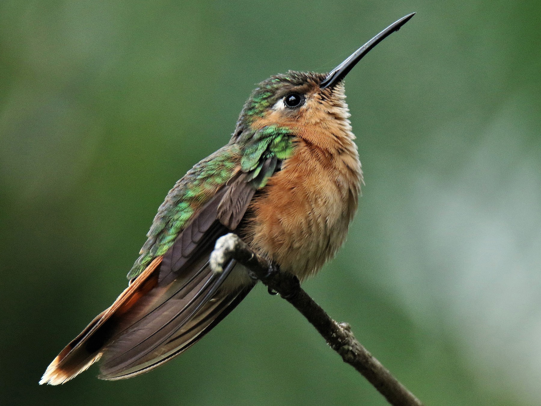 Rufous Sabrewing - eBird