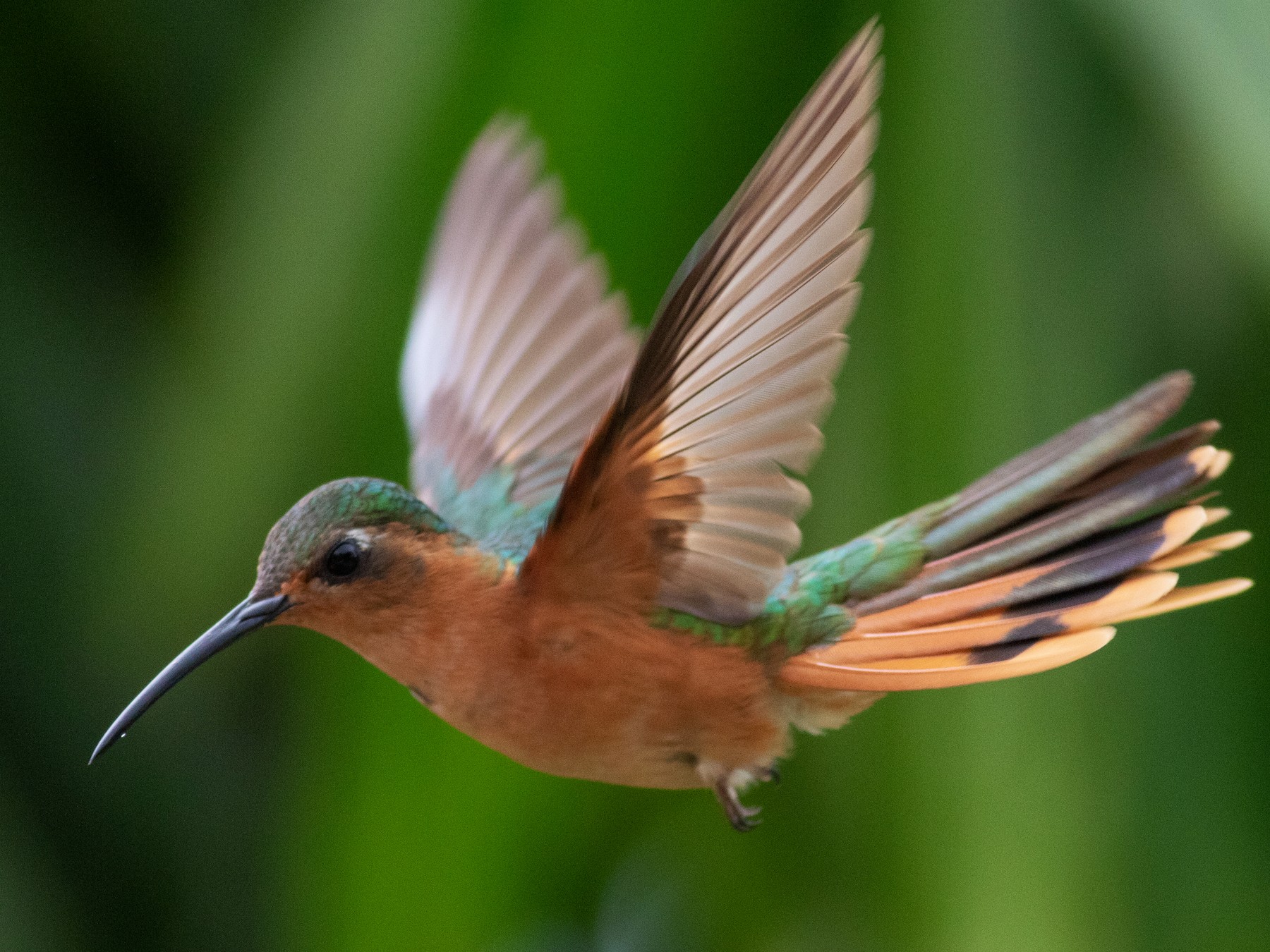 Rufous Sabrewing - eBird