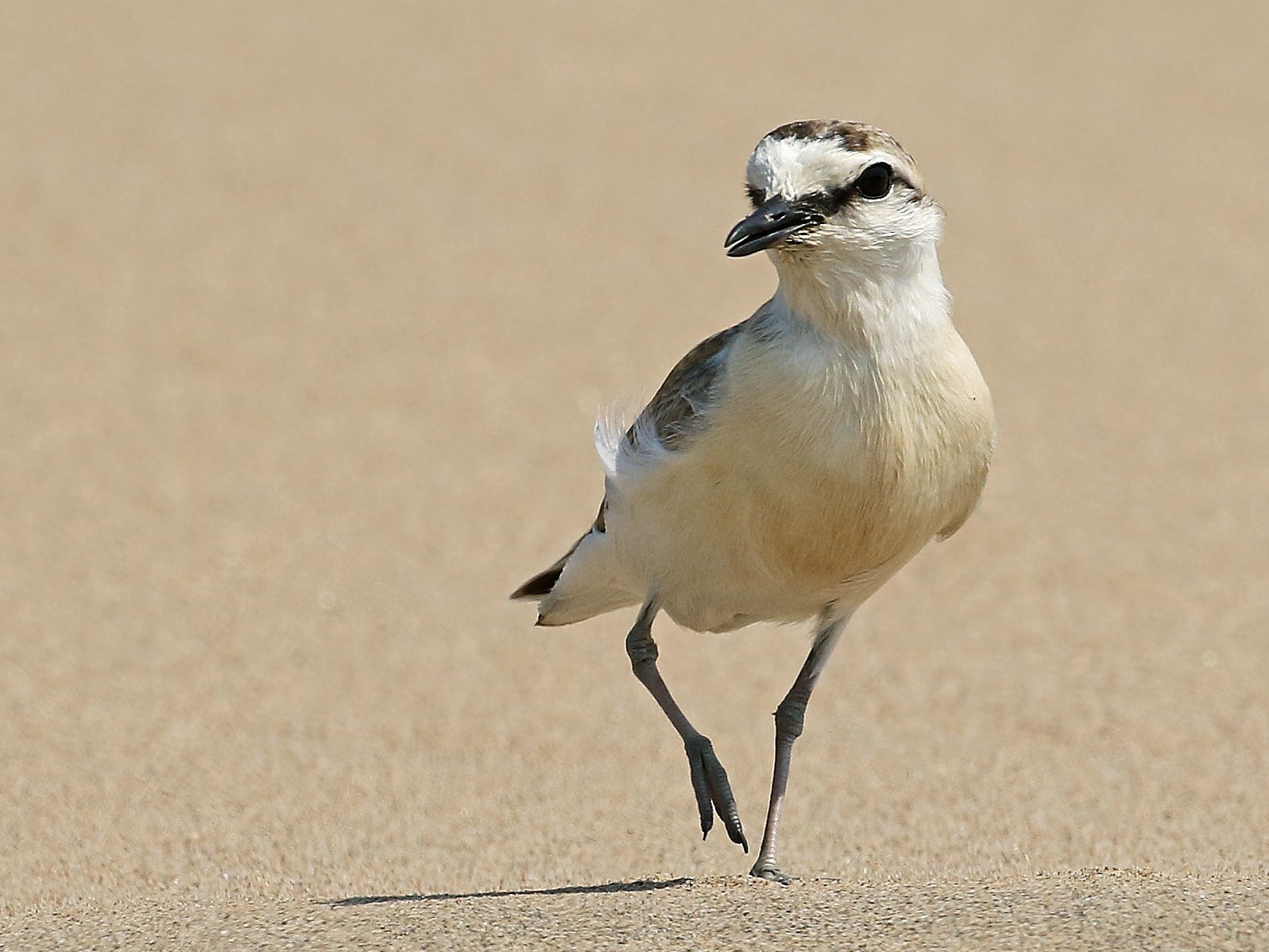 White-fronted Plover - eBird