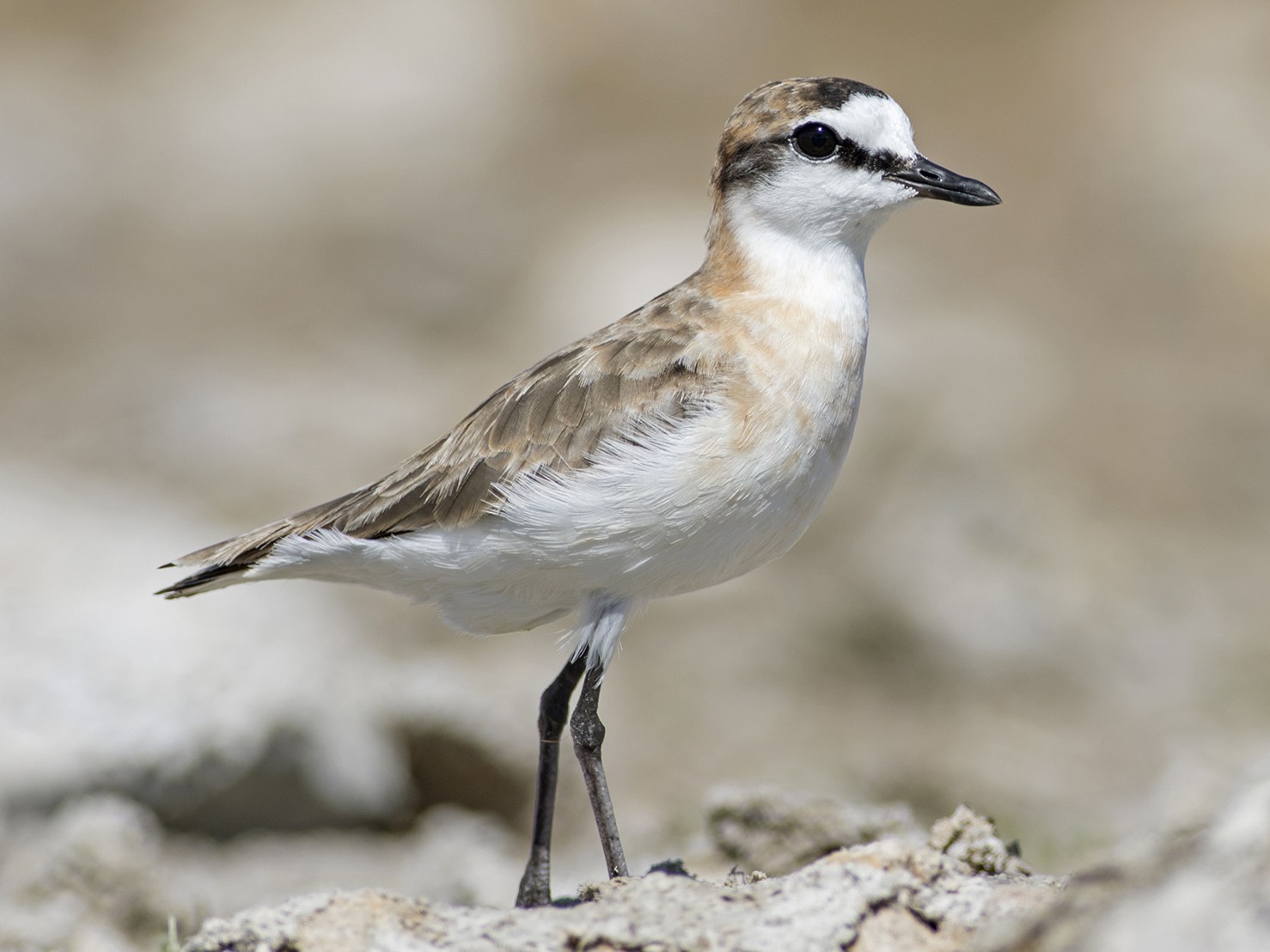 White-fronted Plover - eBird