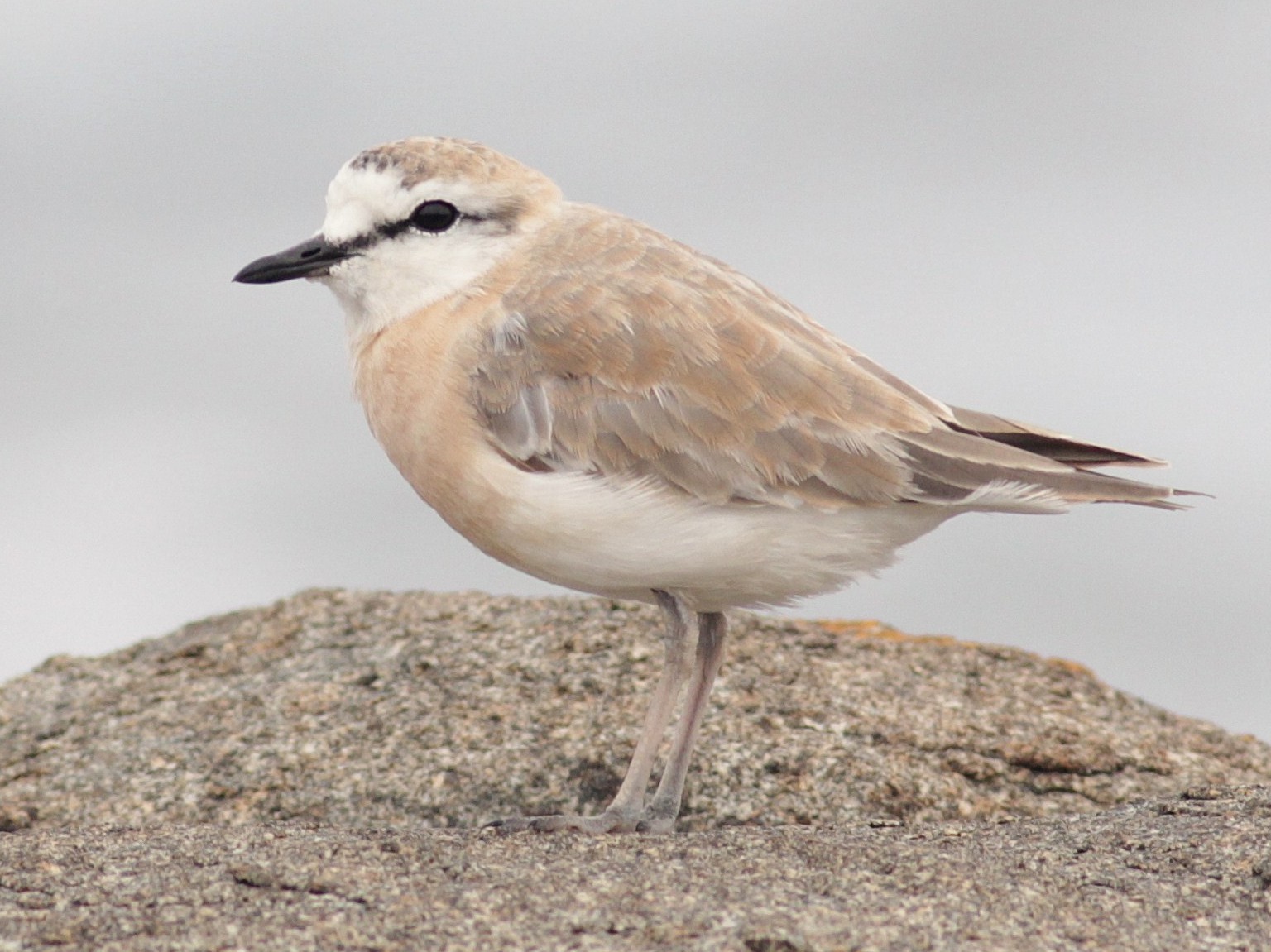 White-fronted Plover - eBird