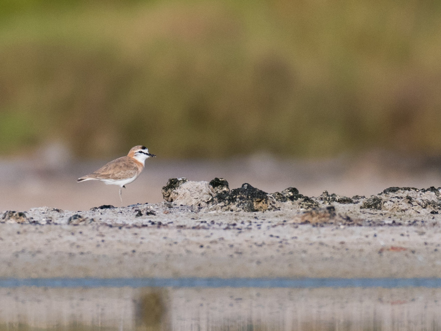 White-fronted Plover - eBird