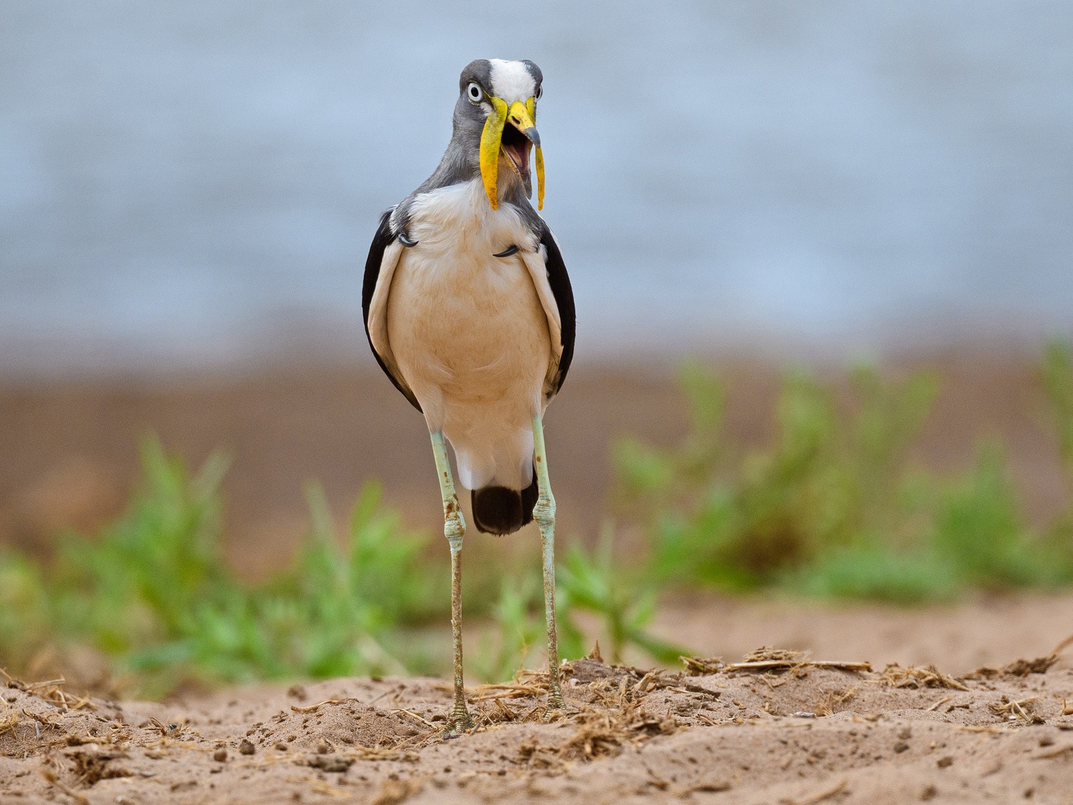 White-crowned Lapwing - eBird