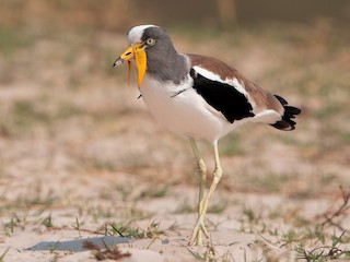 White-crowned Lapwing - eBird
