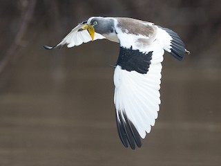 White-crowned Lapwing - eBird