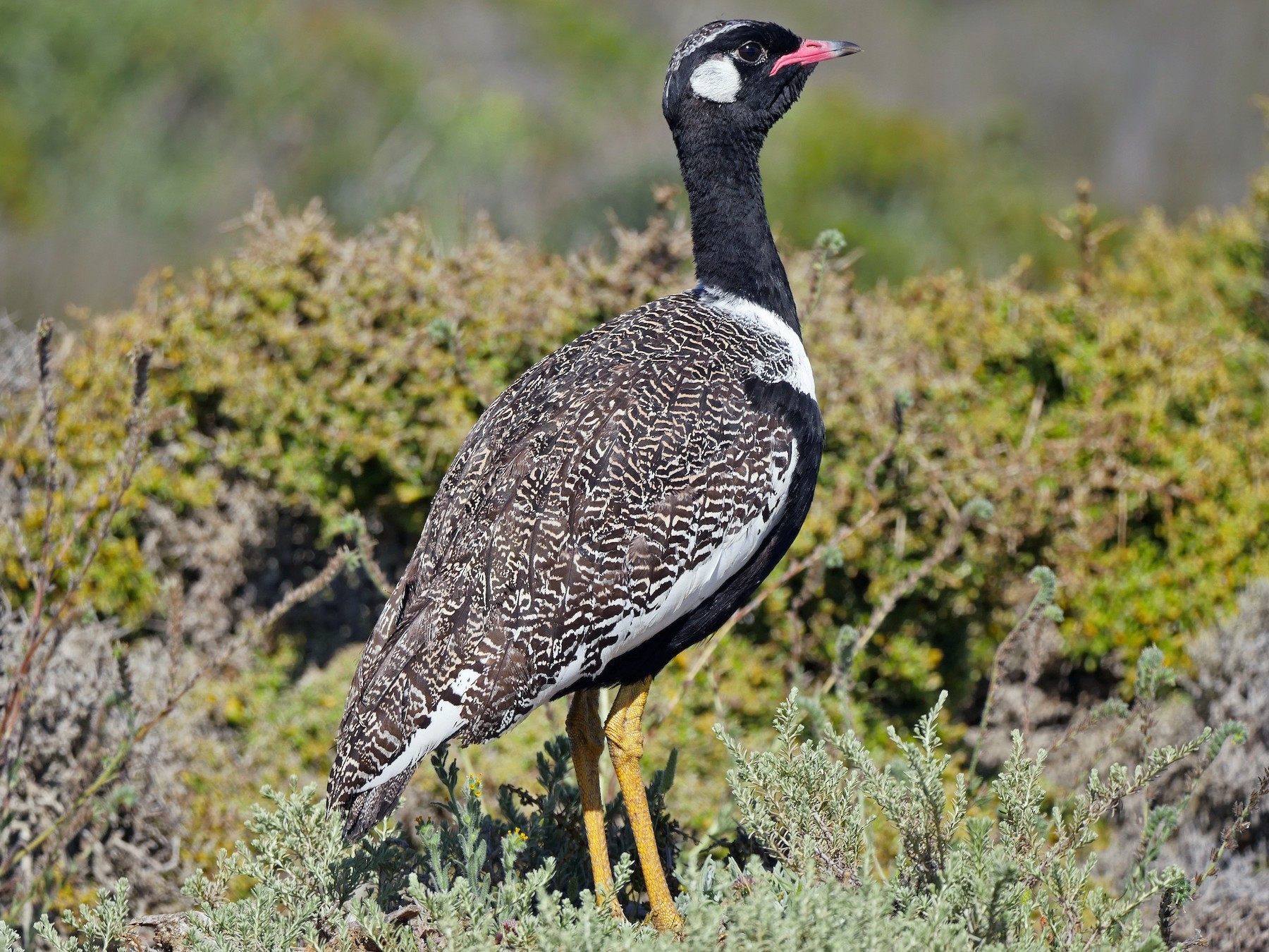 Black Bustard - eBird