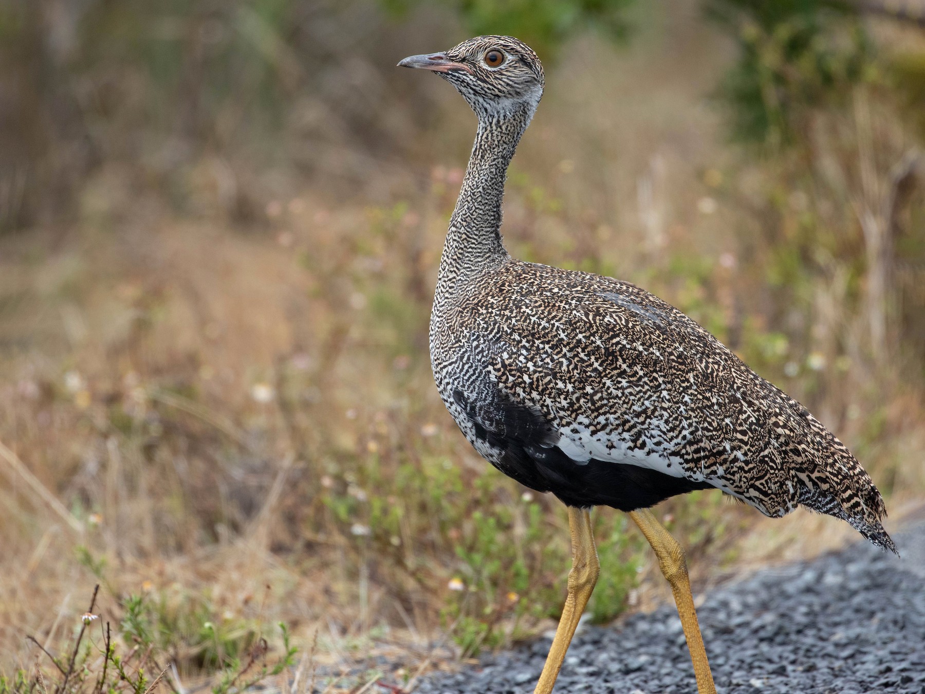 Black Bustard - eBird