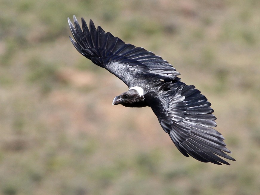 White Raven Bird Flying