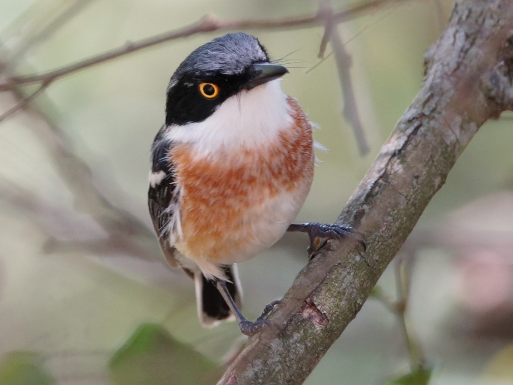 Woodwards' Batis - eBird