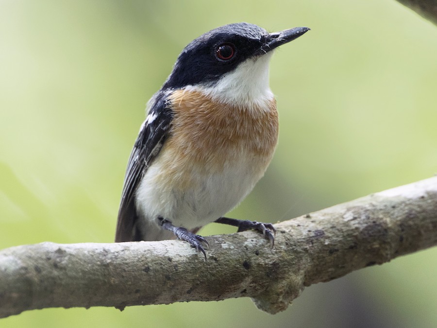 Woodwards' Batis - eBird
