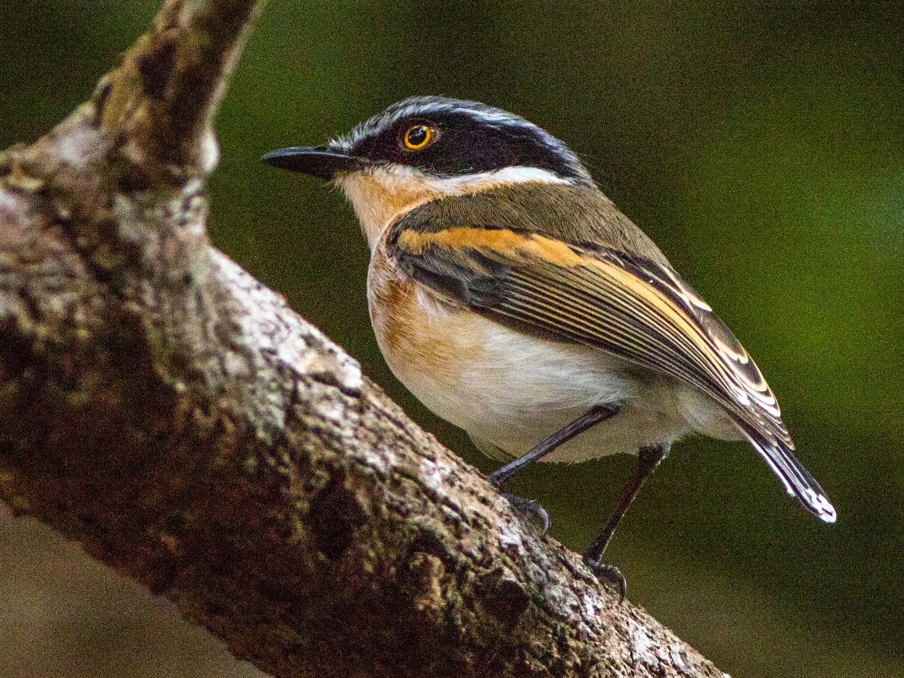 Woodwards' Batis - eBird
