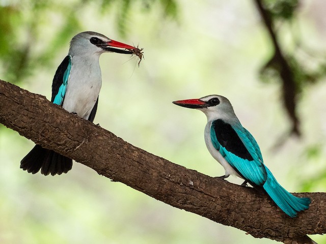 Woodland Kingfisher Migration