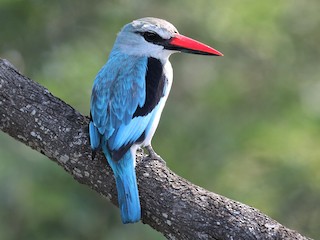 Woodland Kingfisher Migration