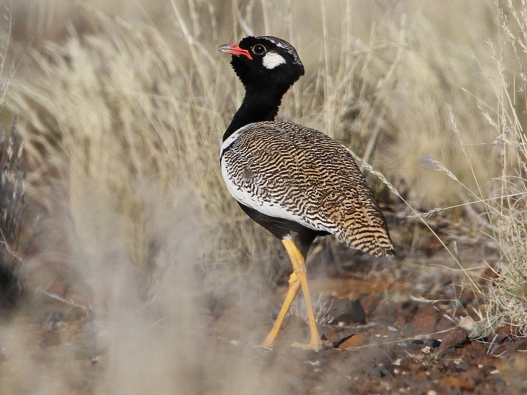 White-quilled Bustard - eBird