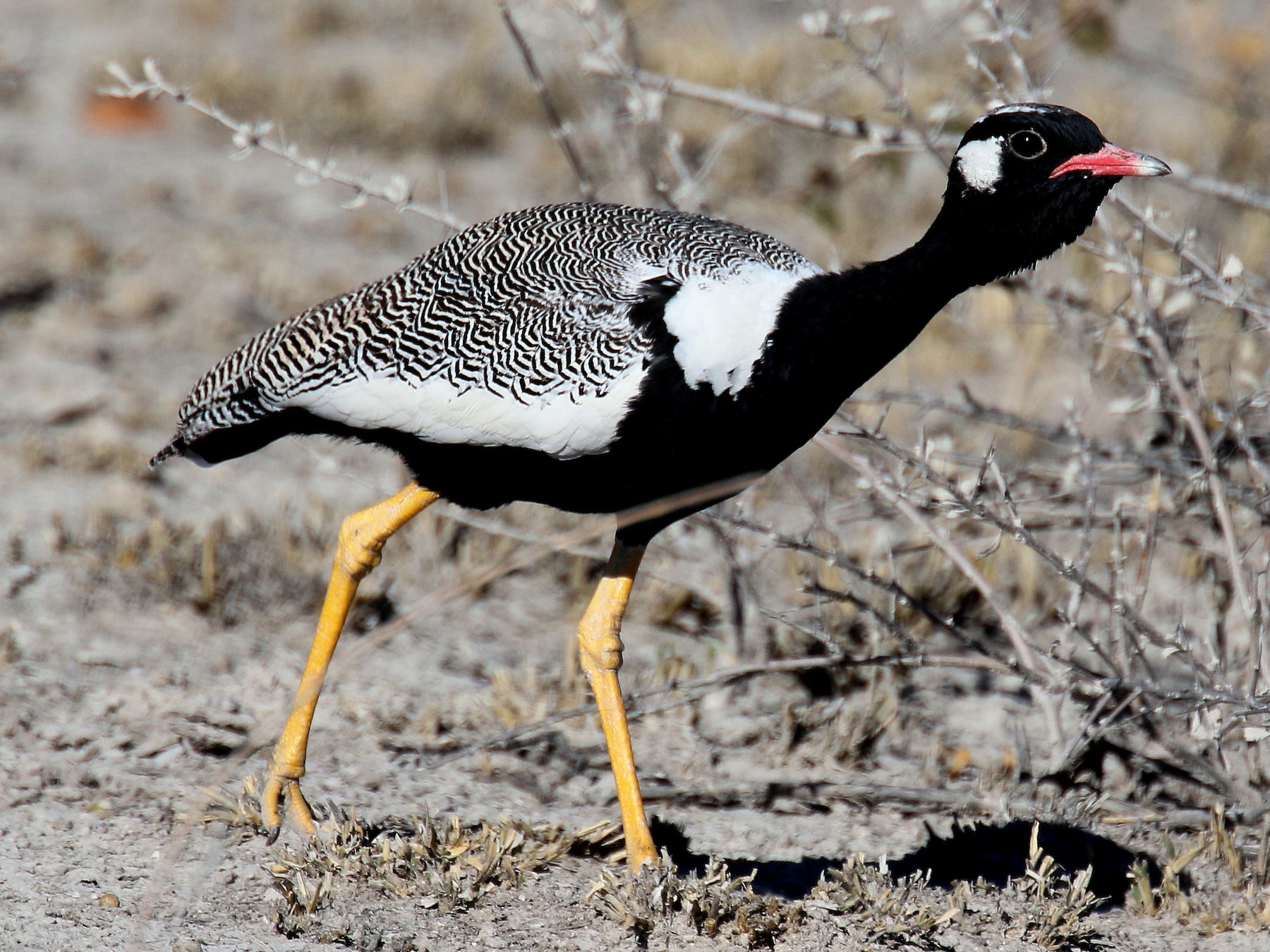 White-quilled Bustard - eBird