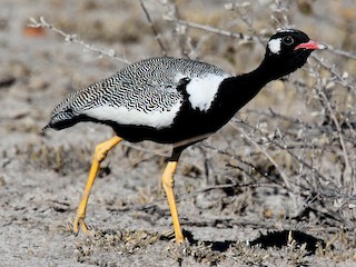 White-quilled Bustard - eBird