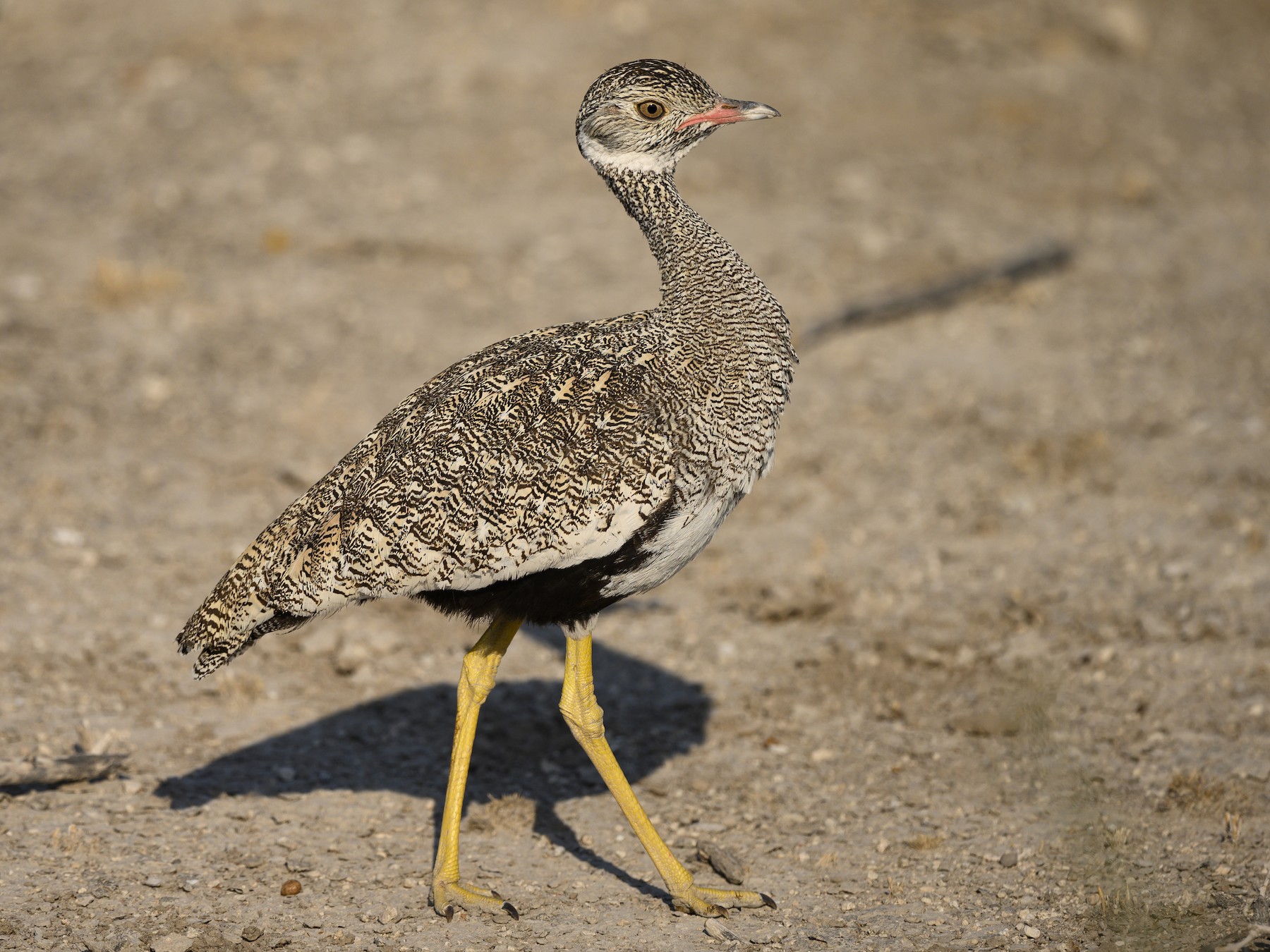 White-quilled Bustard - eBird