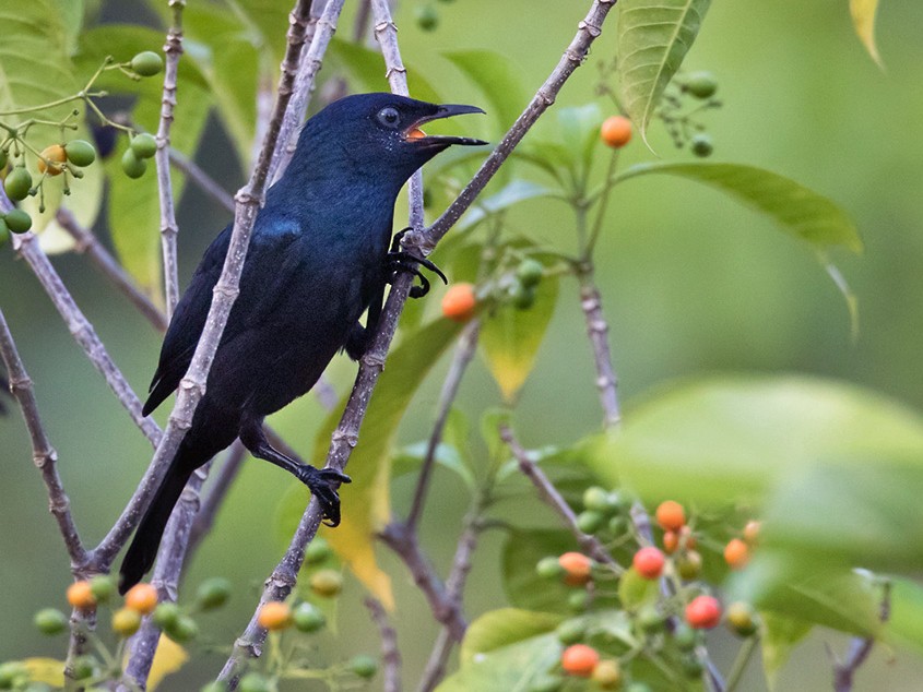Black-bellied Starling - eBird