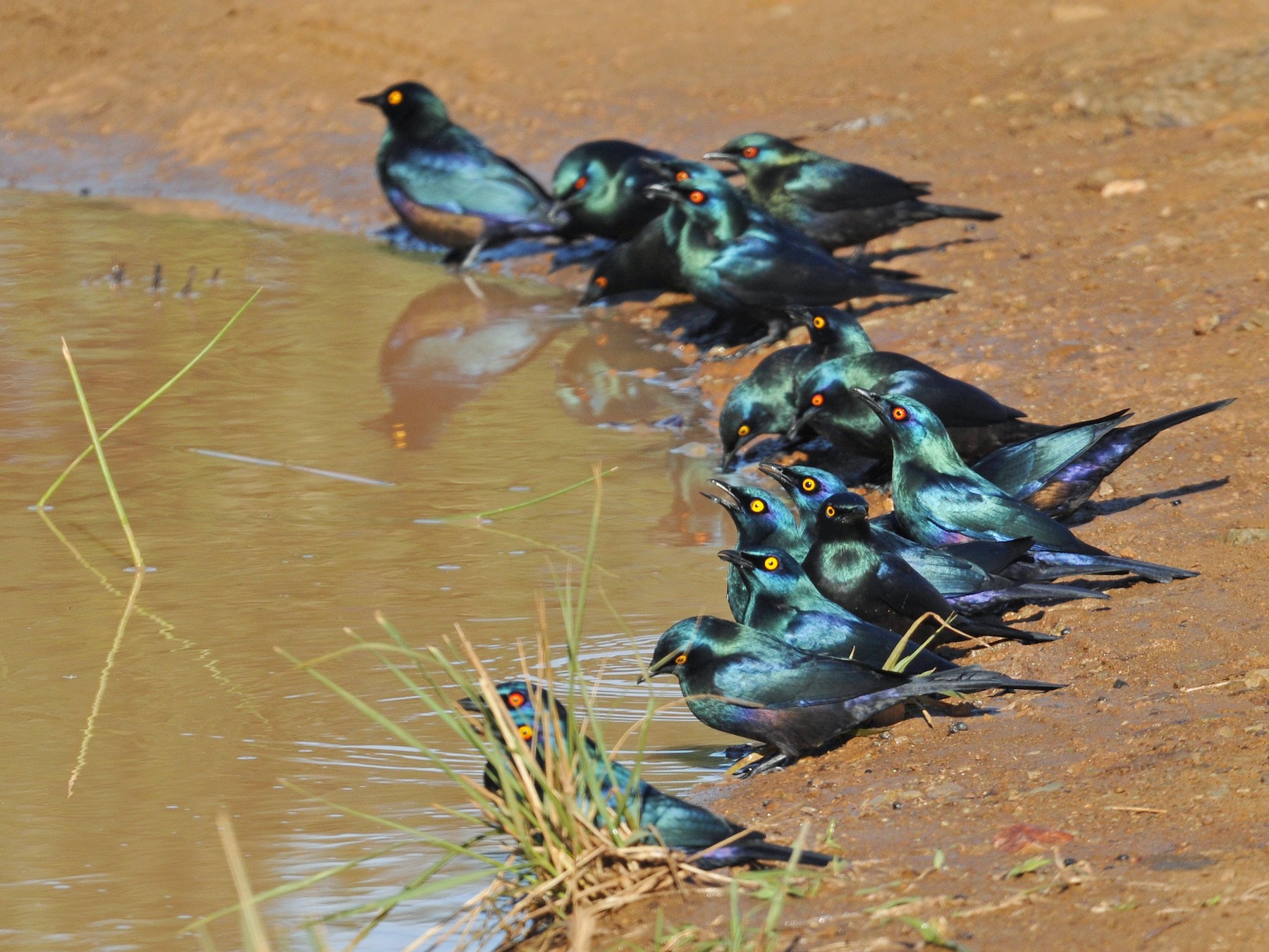 Black-bellied Starling - eBird