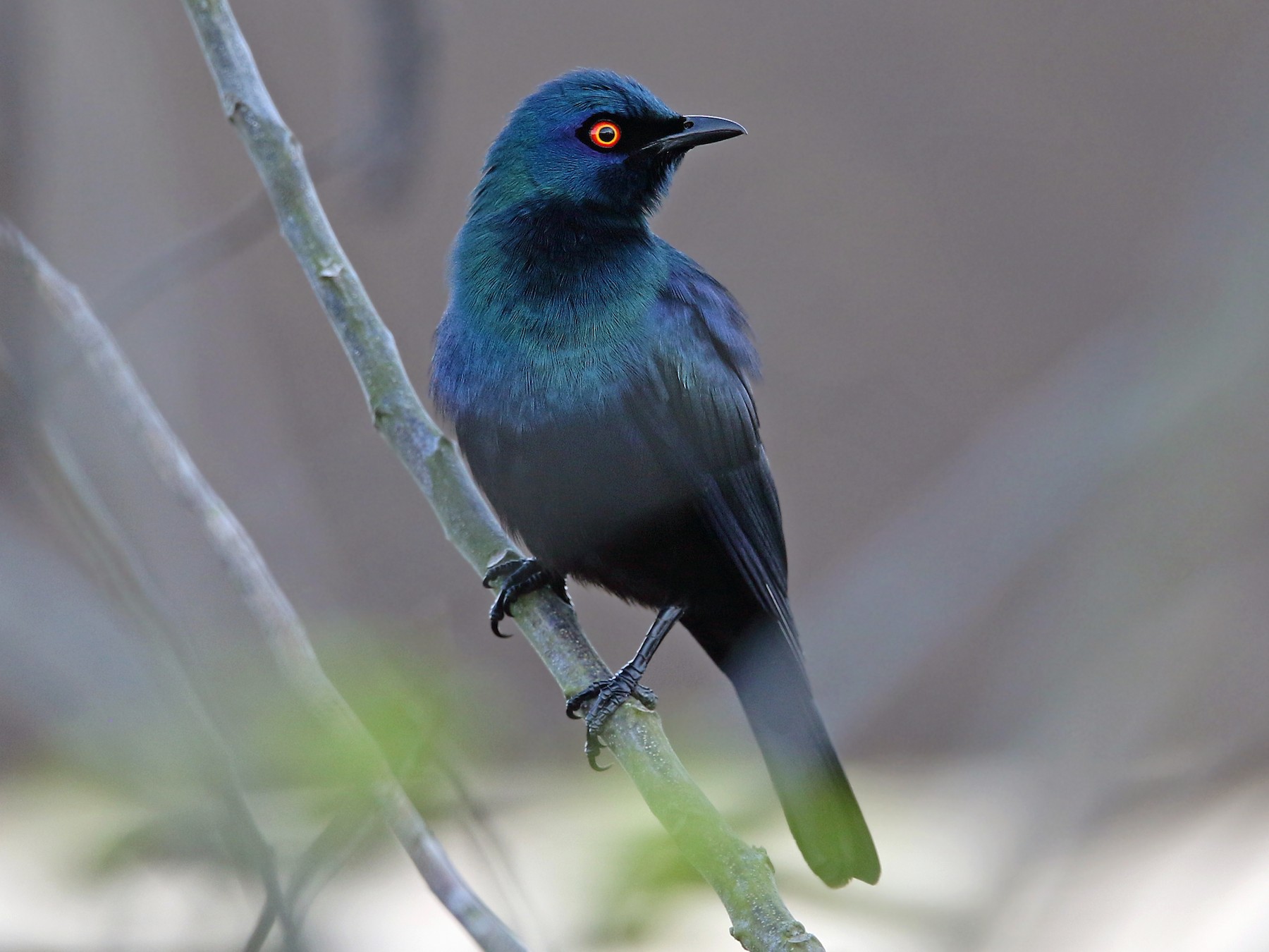 Black-bellied Starling - eBird