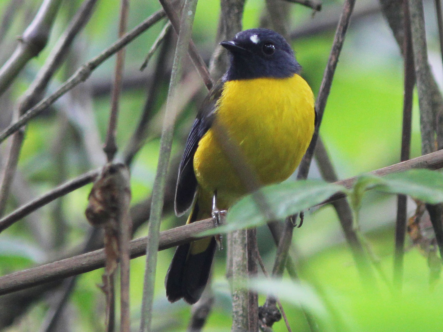 White-starred Robin - eBird