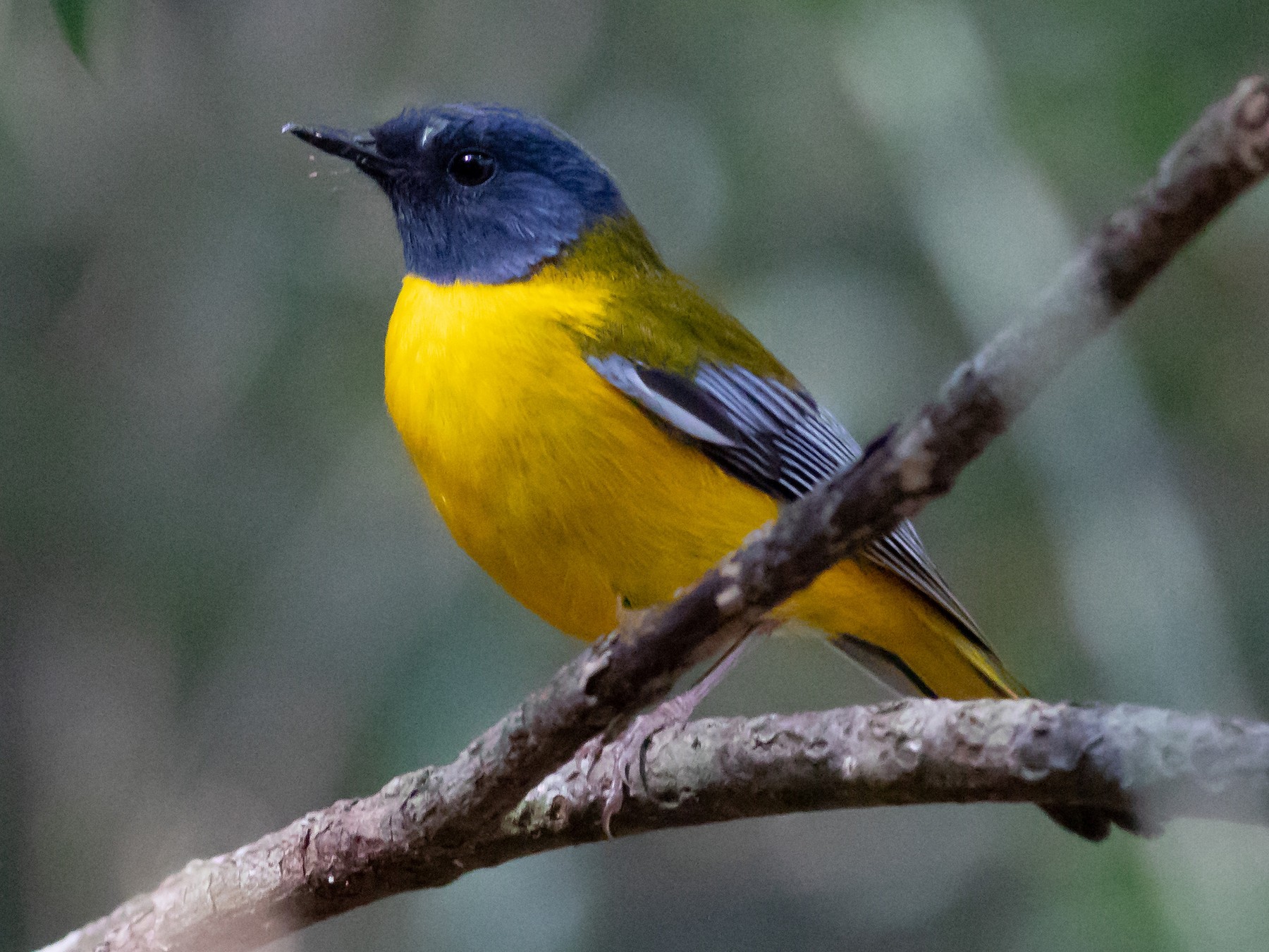 White-starred Robin - eBird