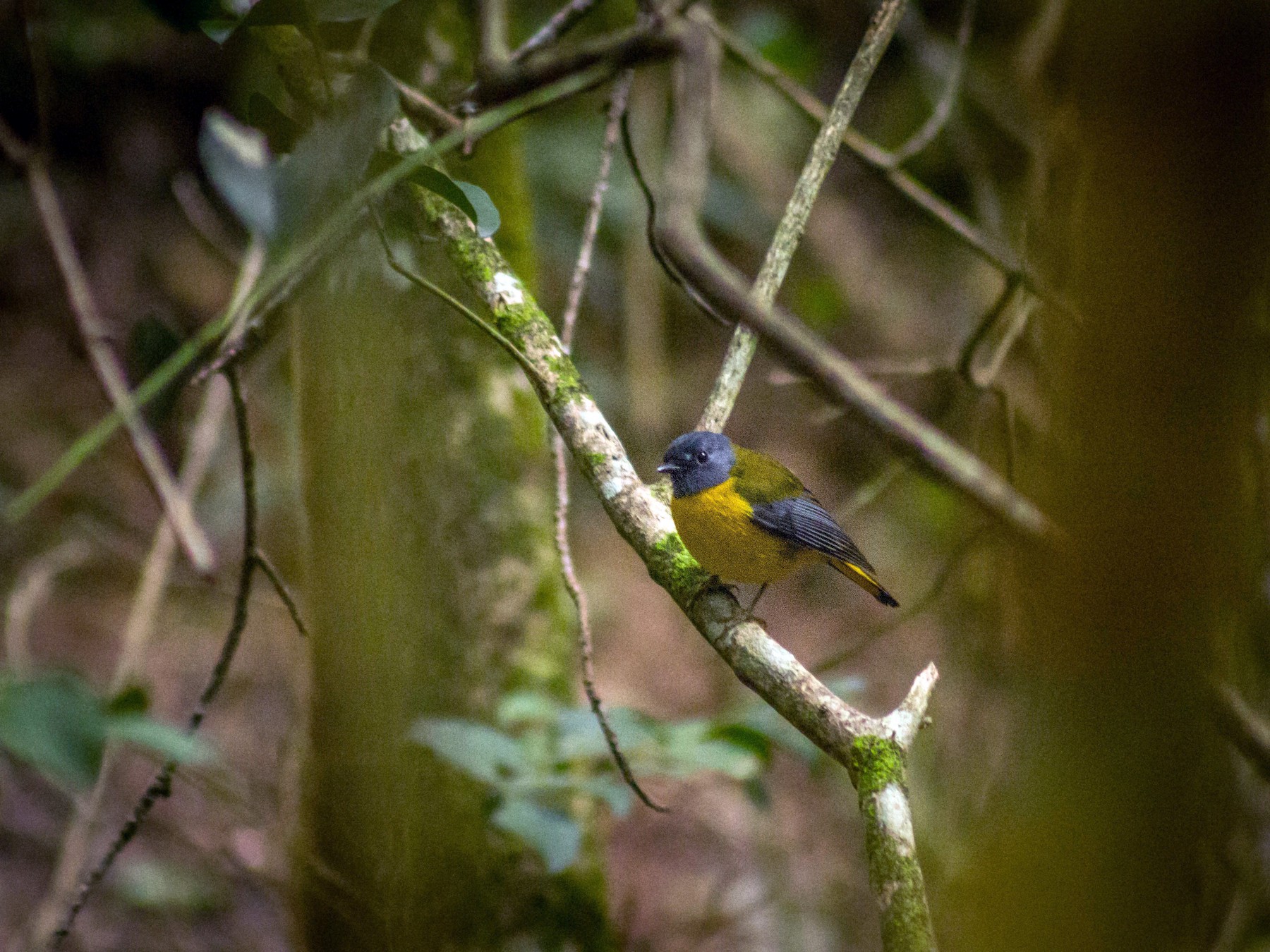 White-starred Robin - eBird
