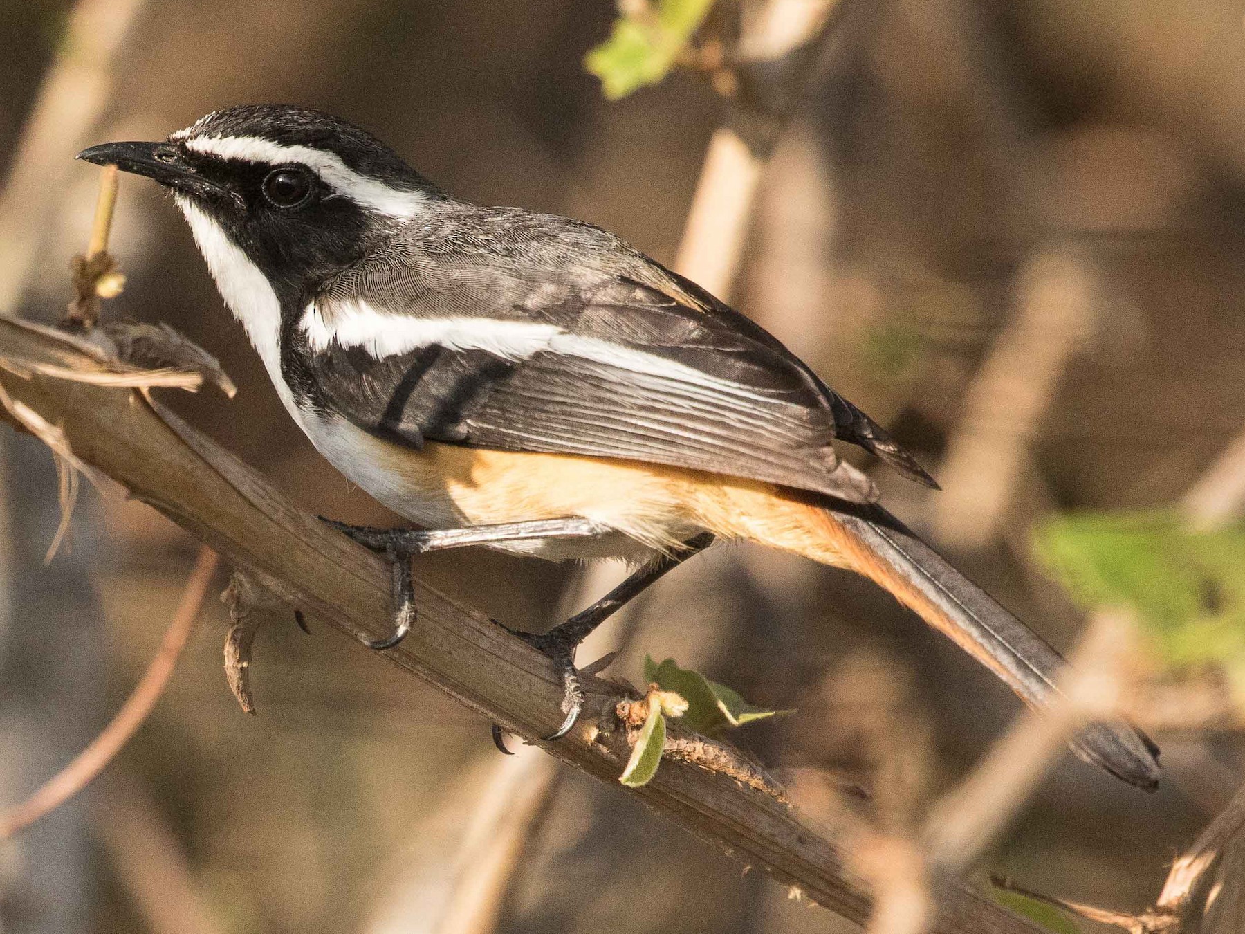 White-throated Robin-Chat - eBird