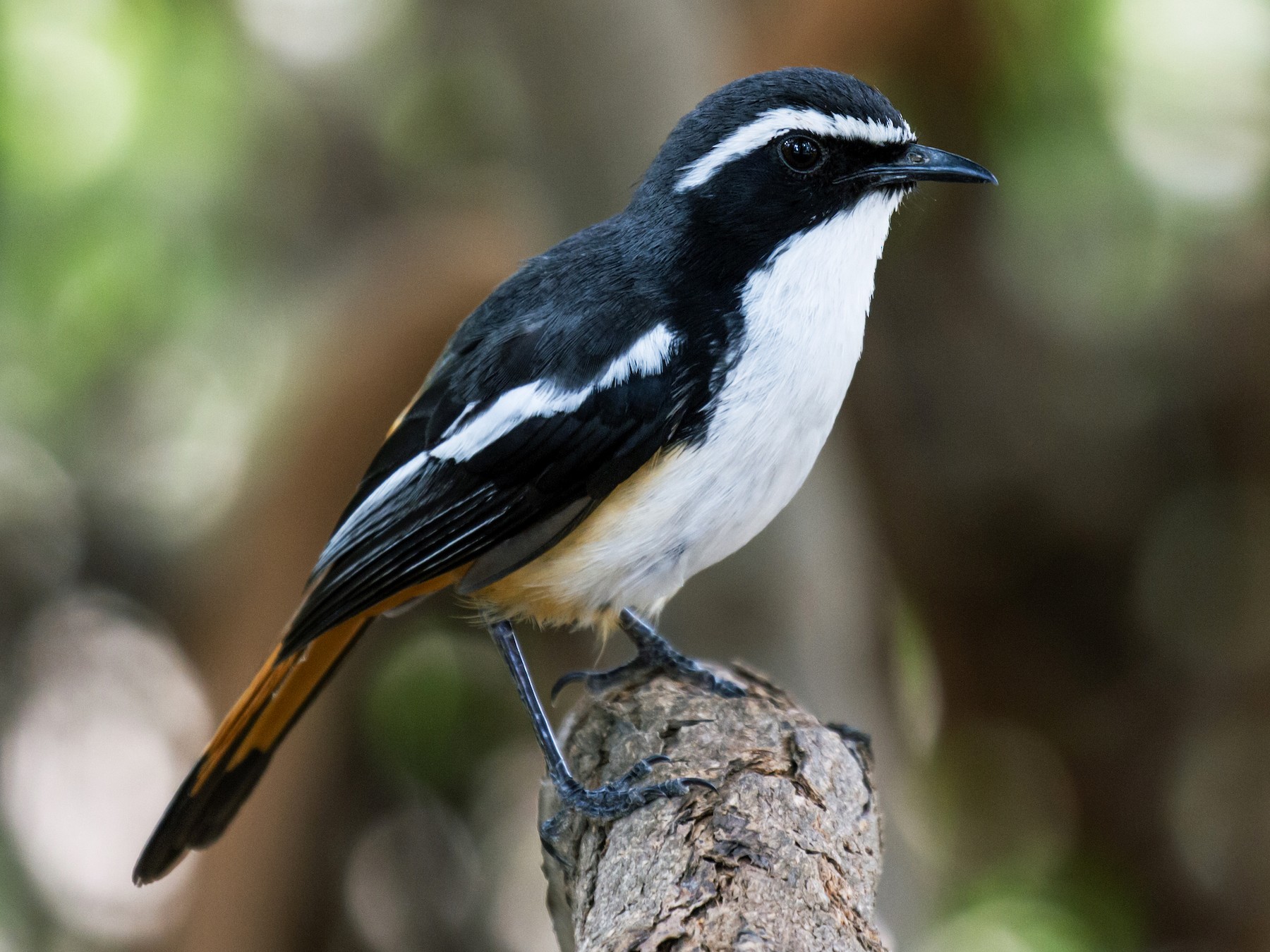 White-throated Robin-Chat - eBird
