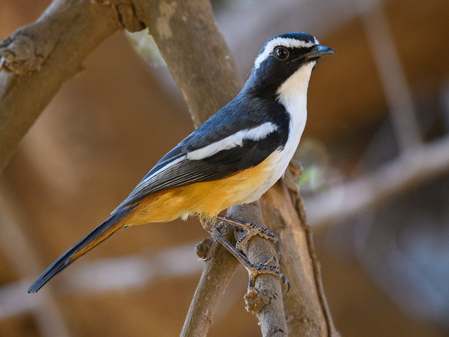 White-throated Robin-Chat - eBird