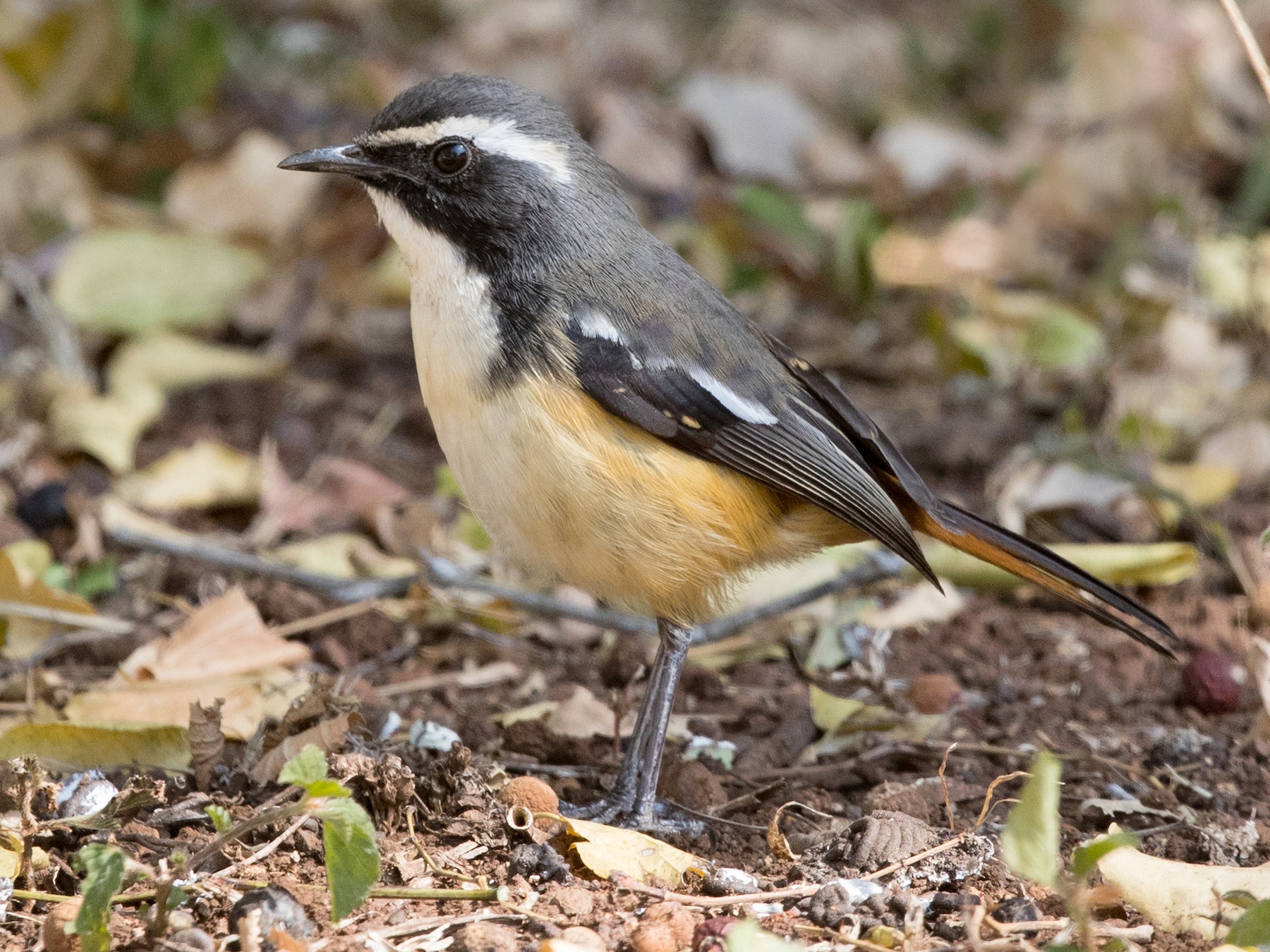 White-throated Robin-Chat - eBird España
