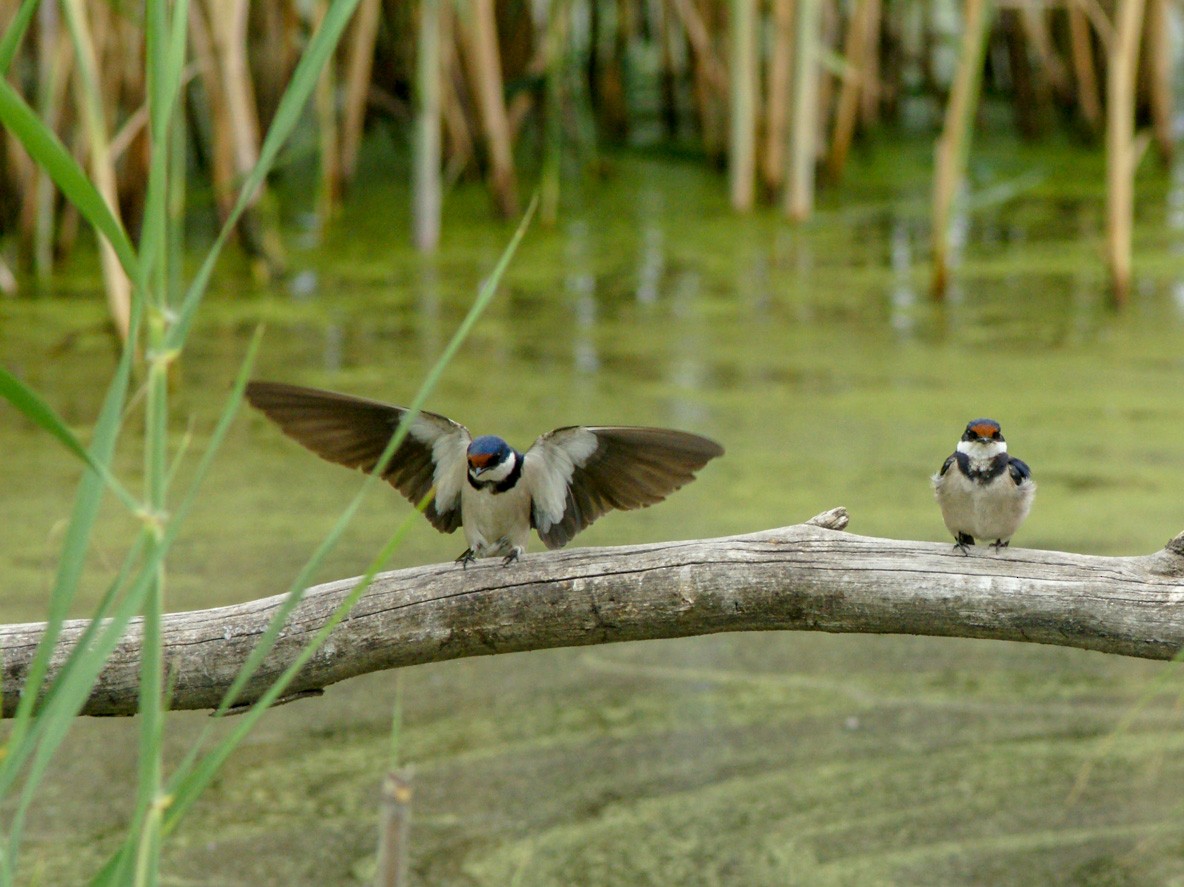 White-throated Swallow - eBird