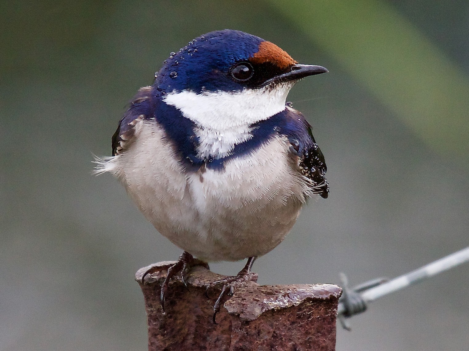 White-throated Swallow - eBird