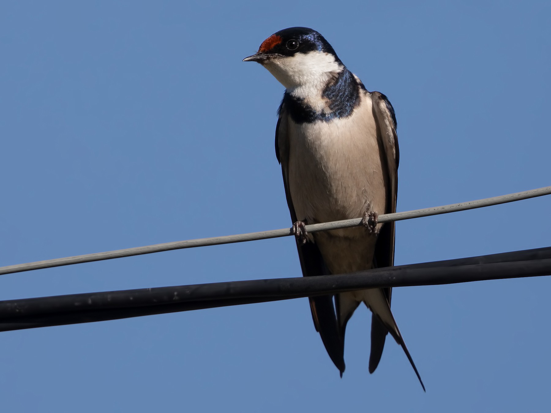 White-throated Swallow - eBird