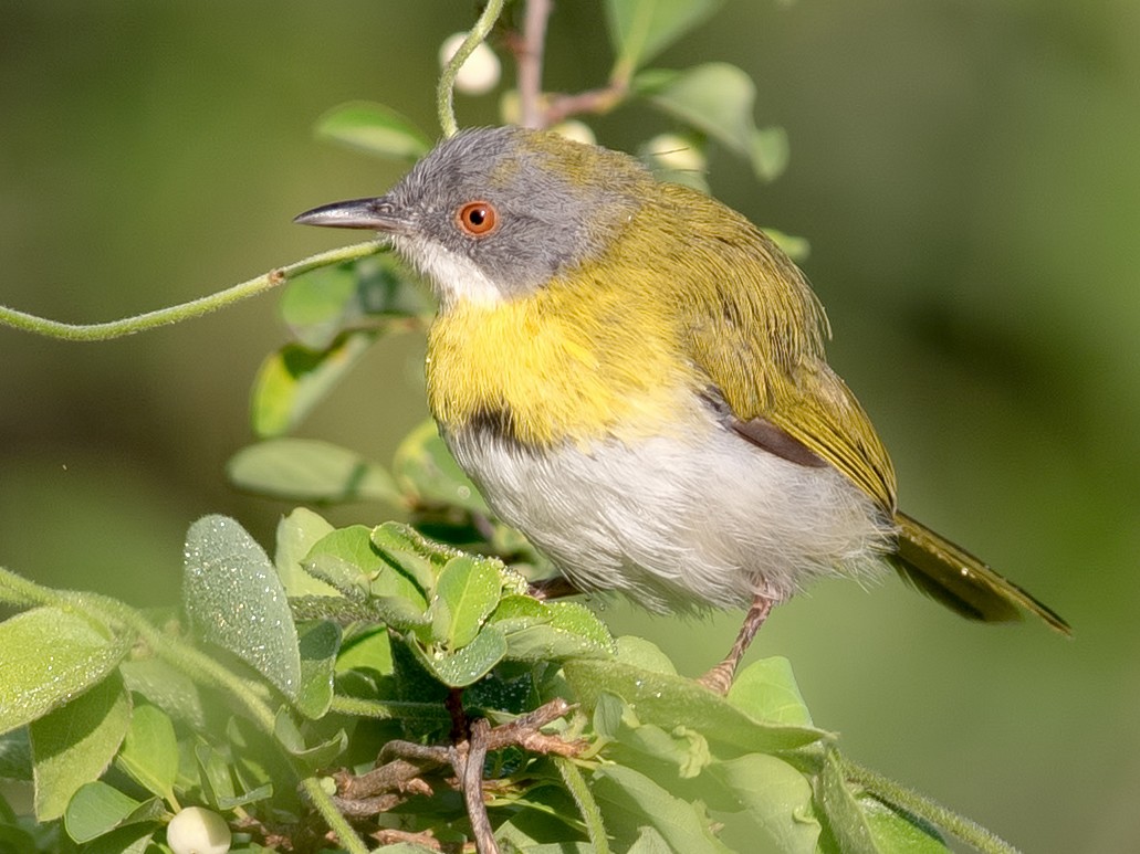 yellow-breasted apalis - eBird