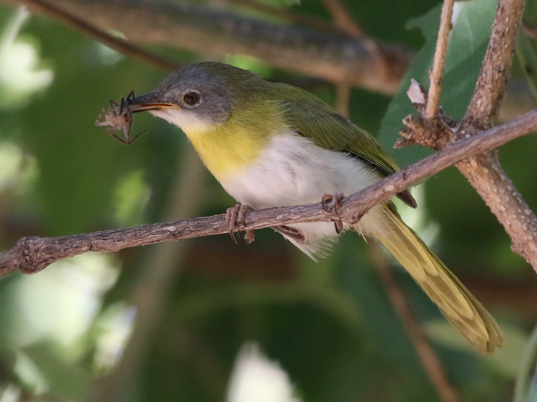 Yellow-breasted Apalis - eBird