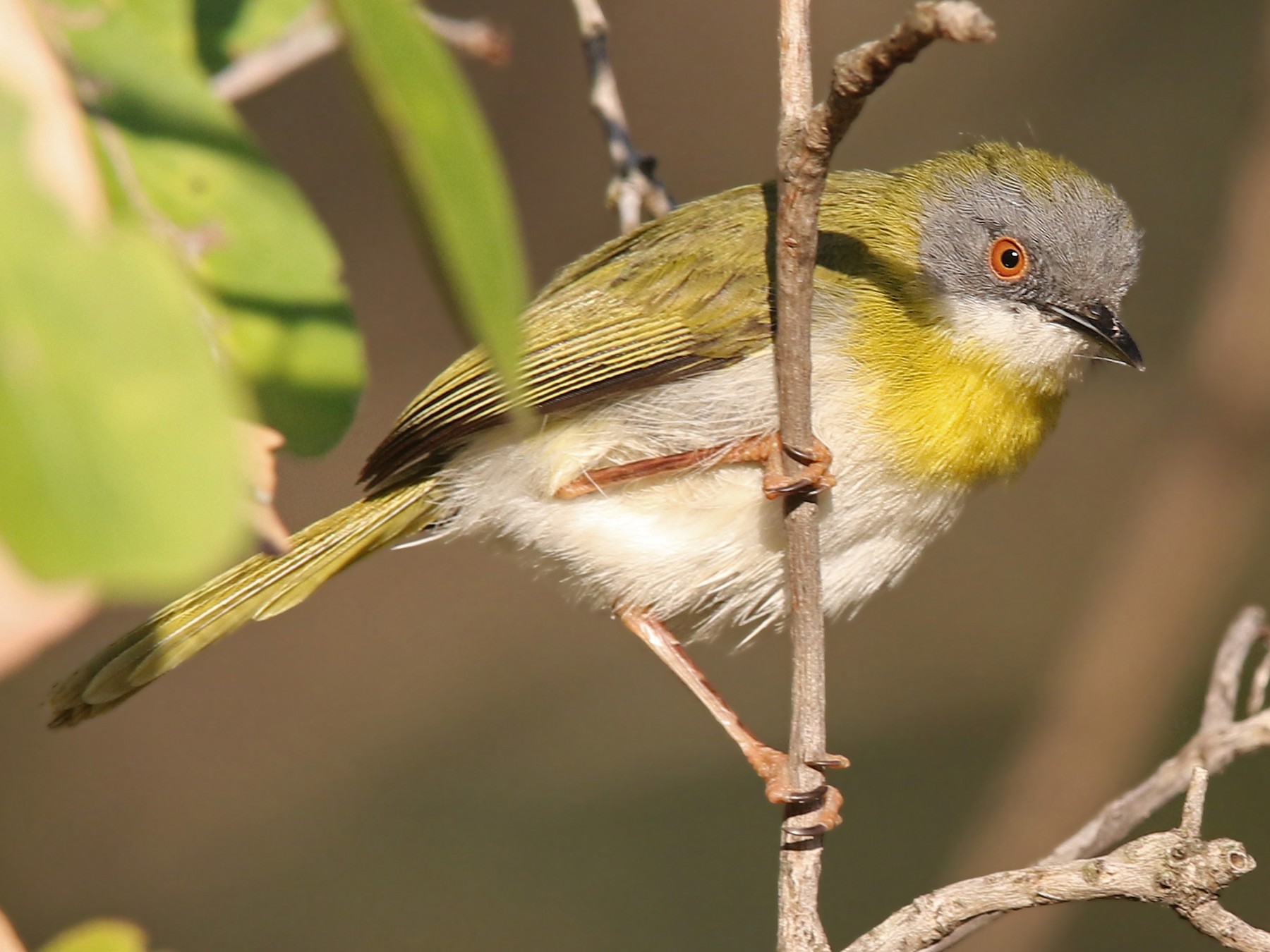 Yellow-breasted Apalis - eBird