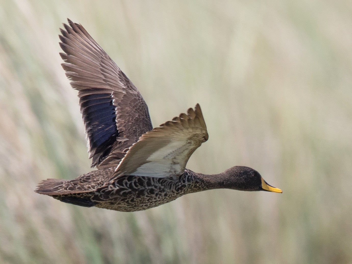 Yellow-billed Duck - eBird