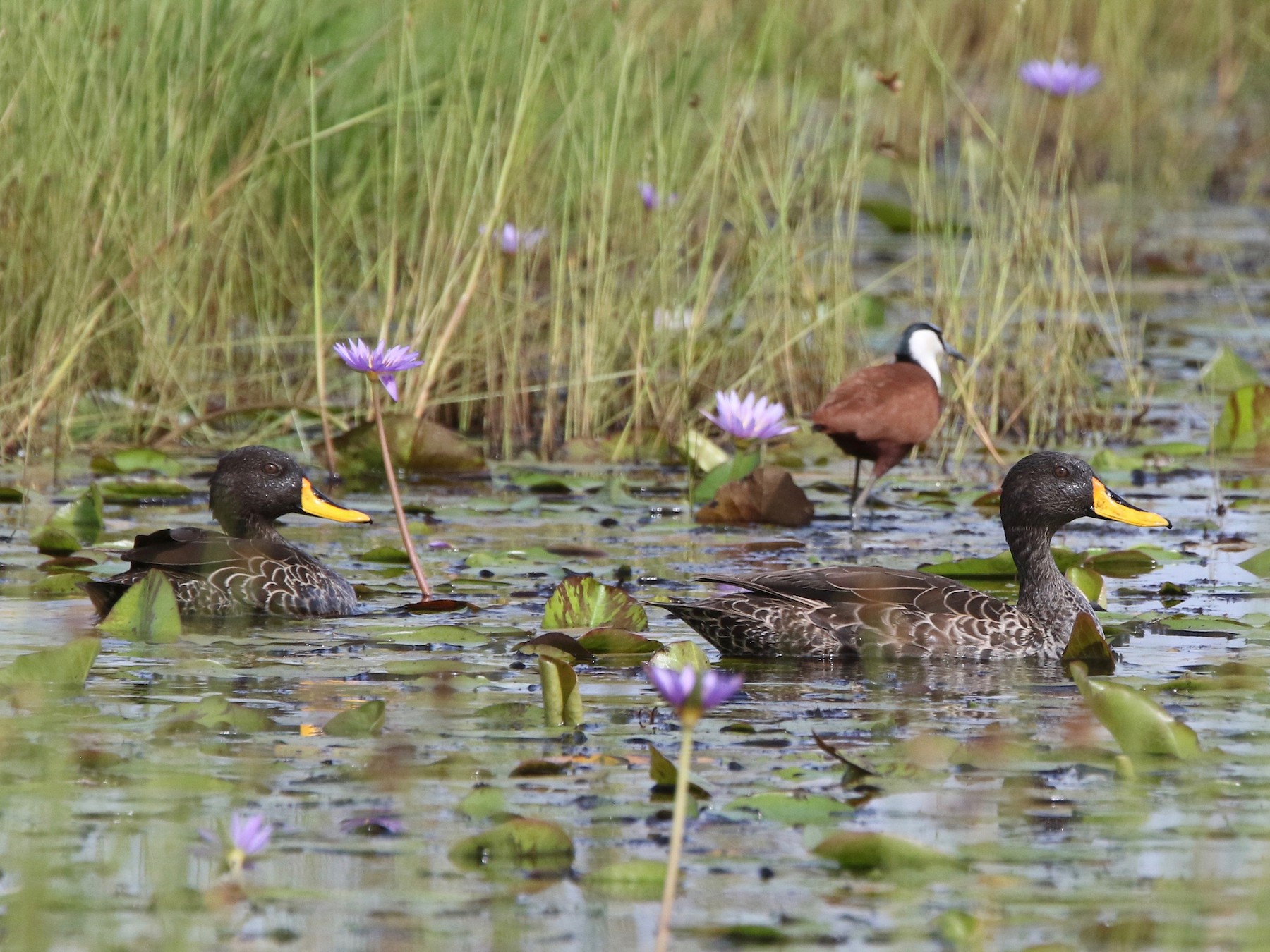 Yellow-billed Duck - eBird