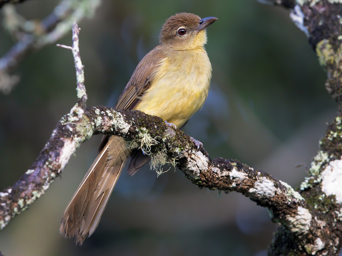 Yellow-bellied Greenbul - Chlorocichla flaviventris - Birds of the World