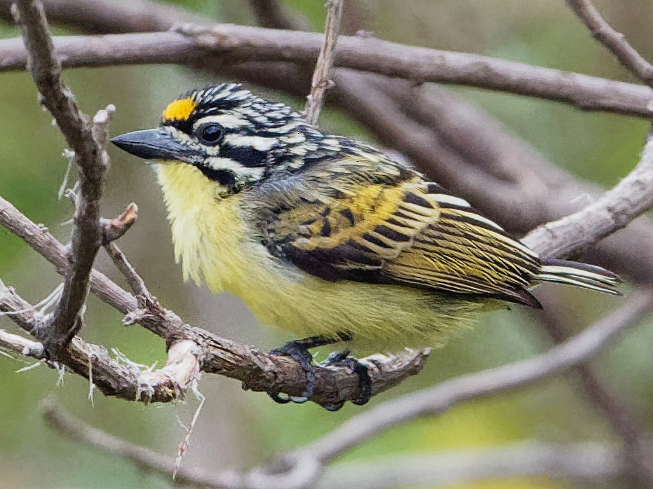 Yellow-fronted Tinkerbird - eBird