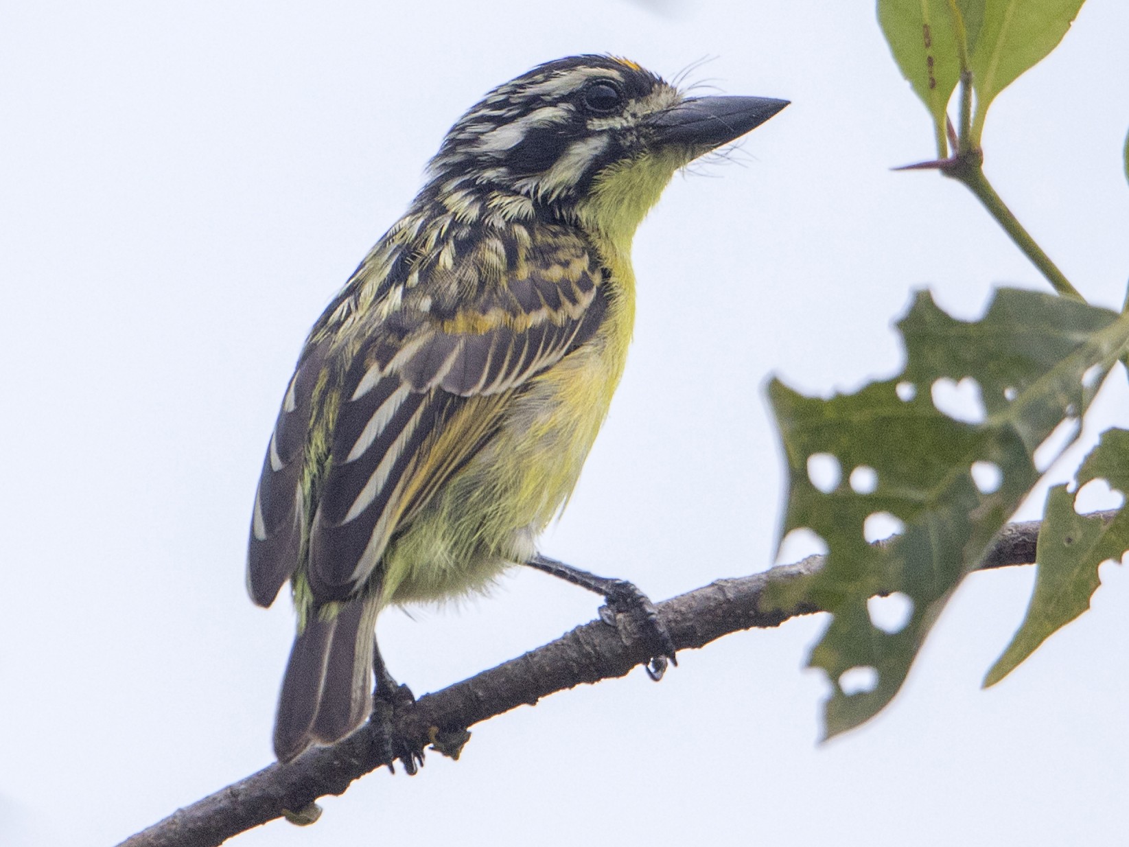 Yellow-fronted Tinkerbird - eBird
