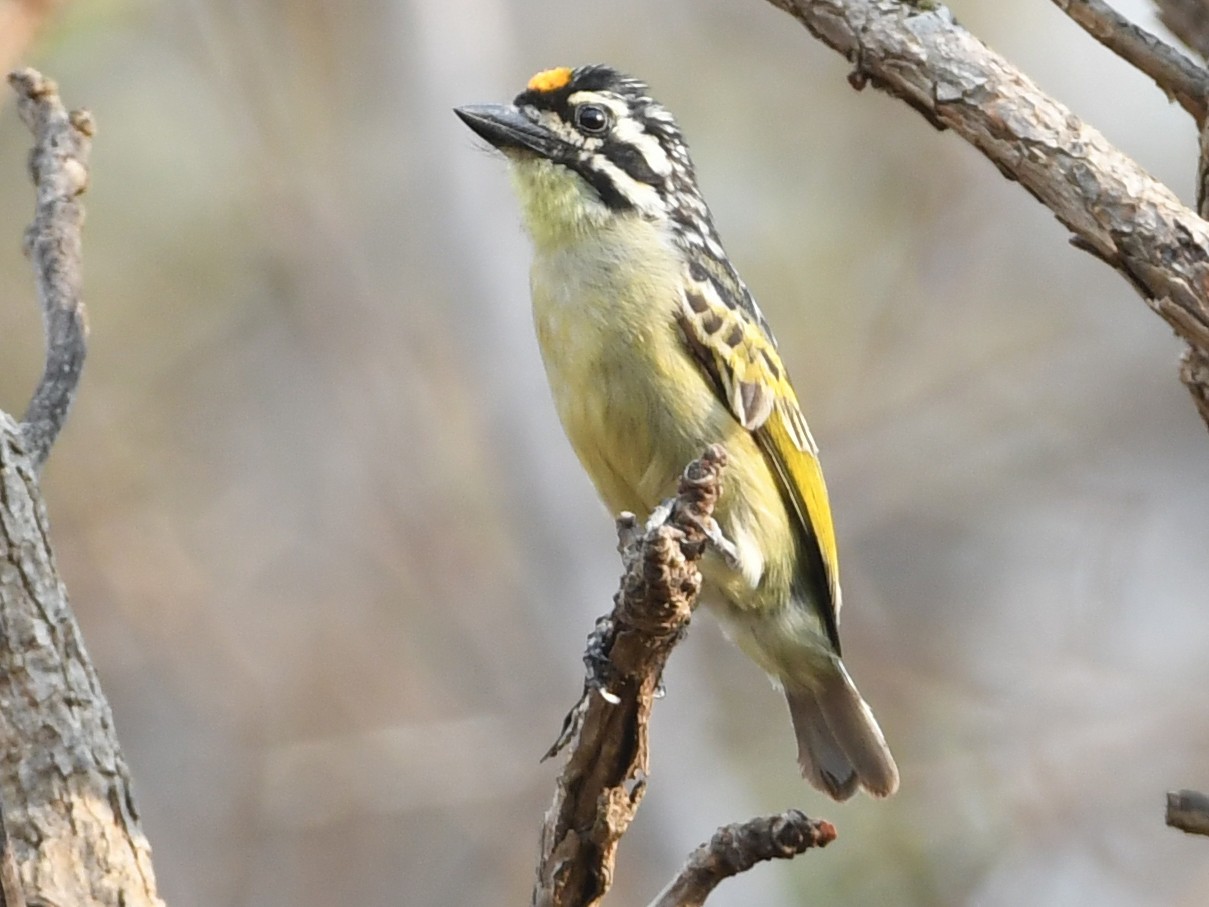 Yellow-fronted Tinkerbird - eBird