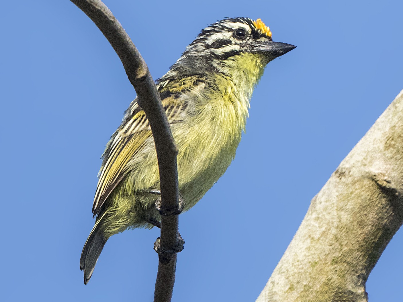 Yellow-fronted Tinkerbird - eBird
