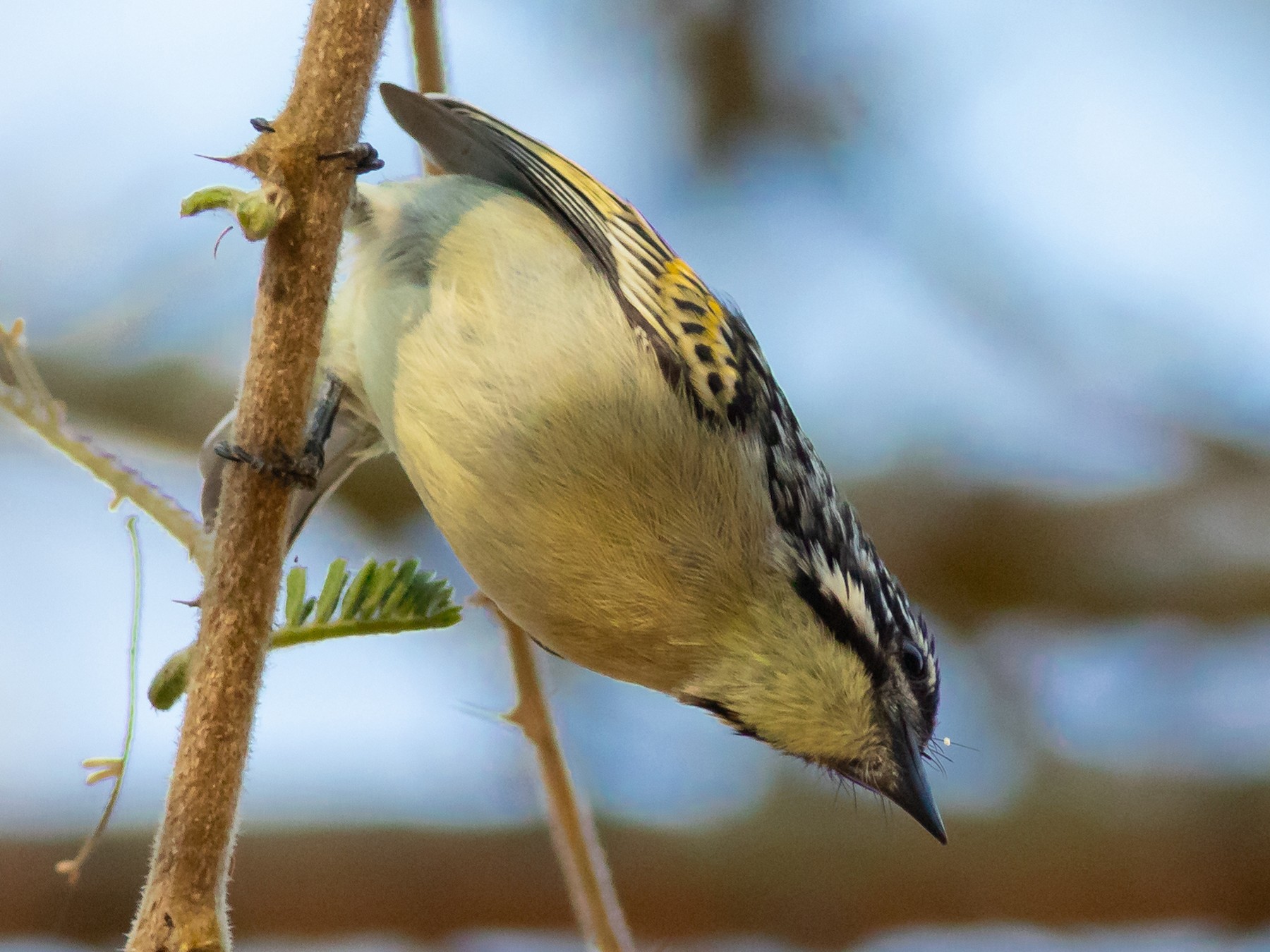Yellow-fronted Tinkerbird - eBird