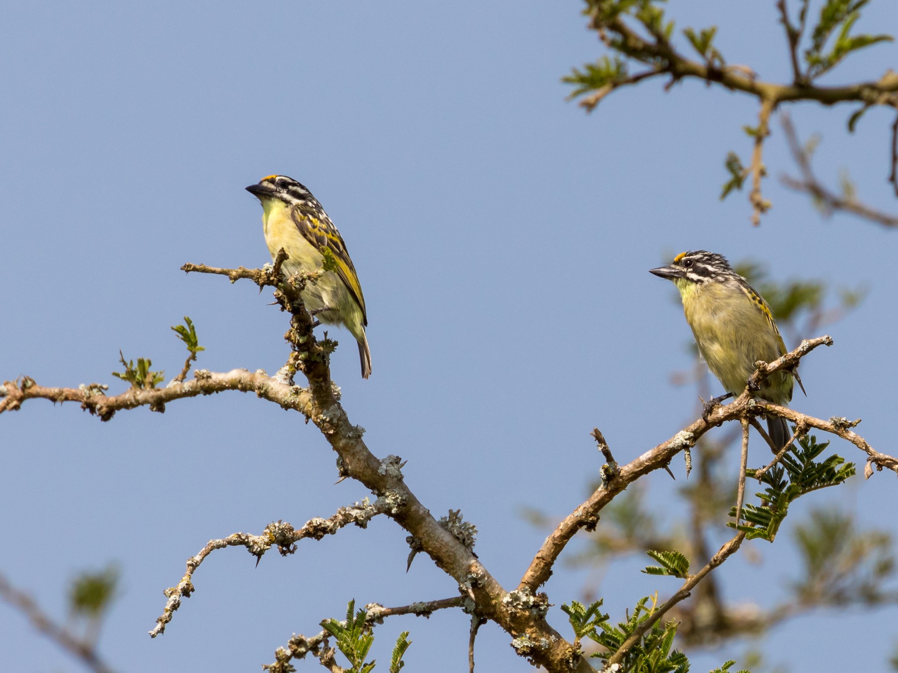 Yellow-fronted Tinkerbird - eBird