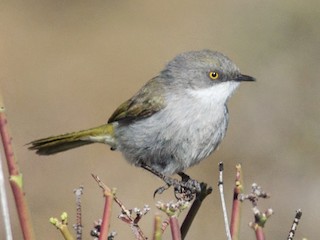 Karoo Eremomela - eBird