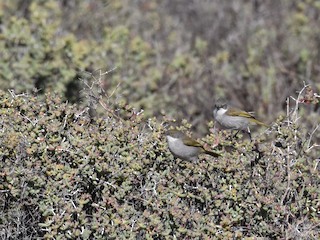 Karoo Eremomela - eBird