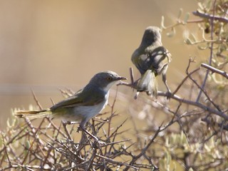 Karoo Eremomela - eBird