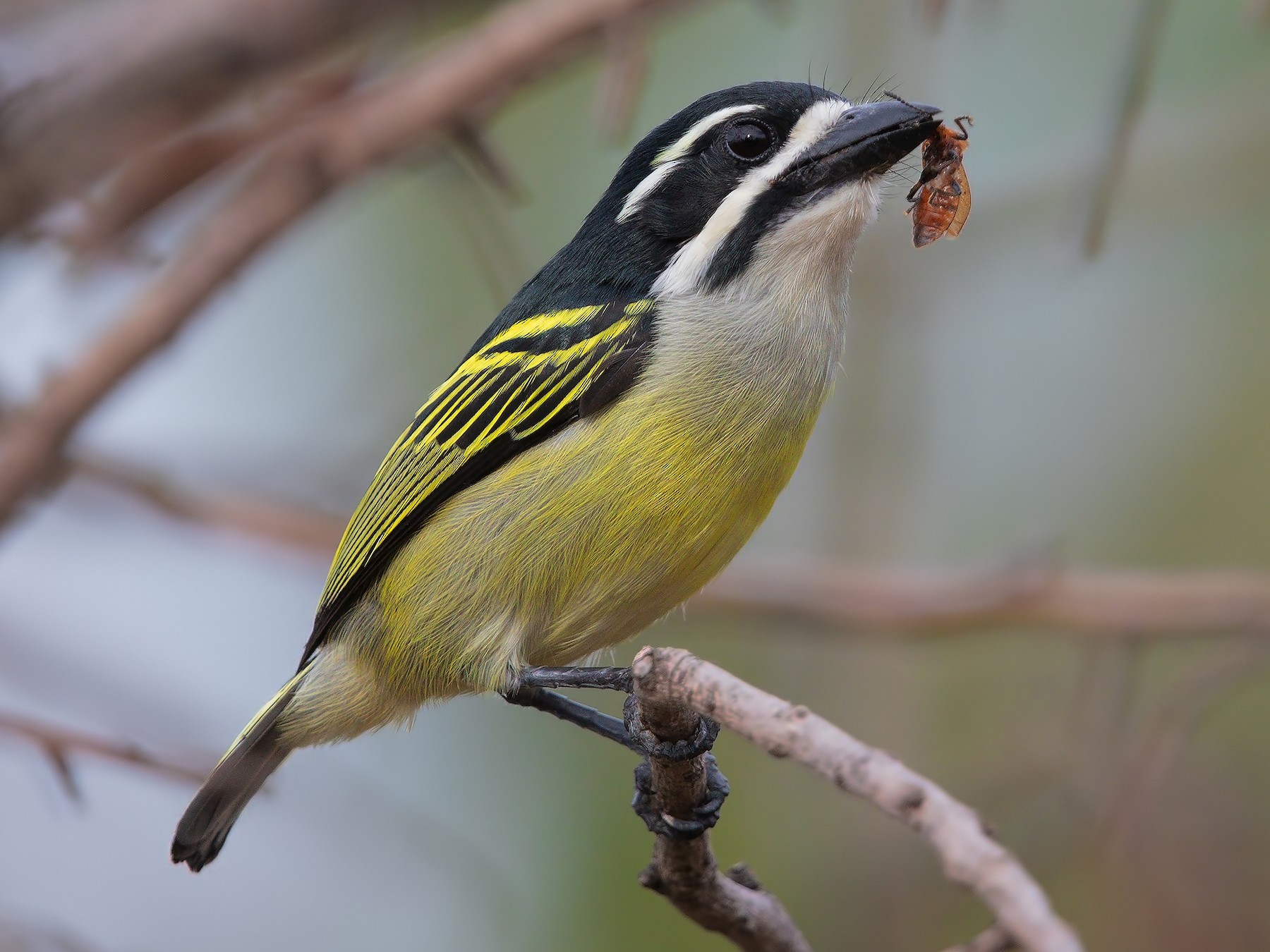 Yellow-rumped Tinkerbird - eBird